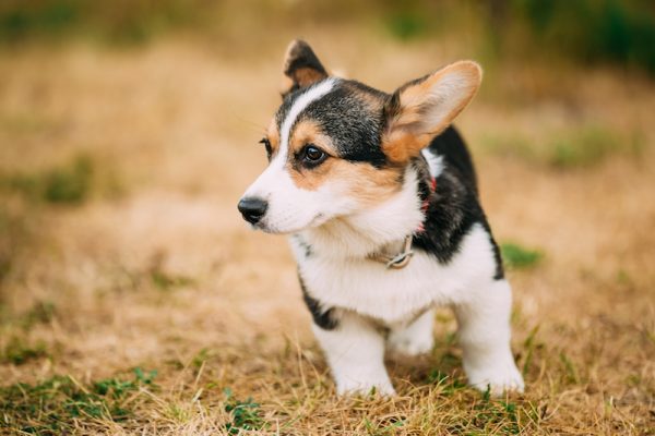 NERF DOG TPR Squeak Ball - MyPetZone